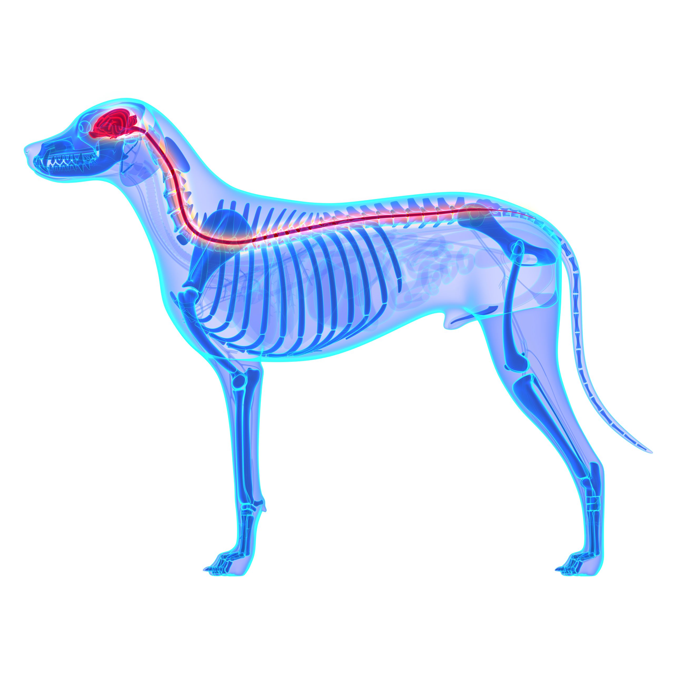 Do dogs and cats get brain tumours? - Vet Help Direct