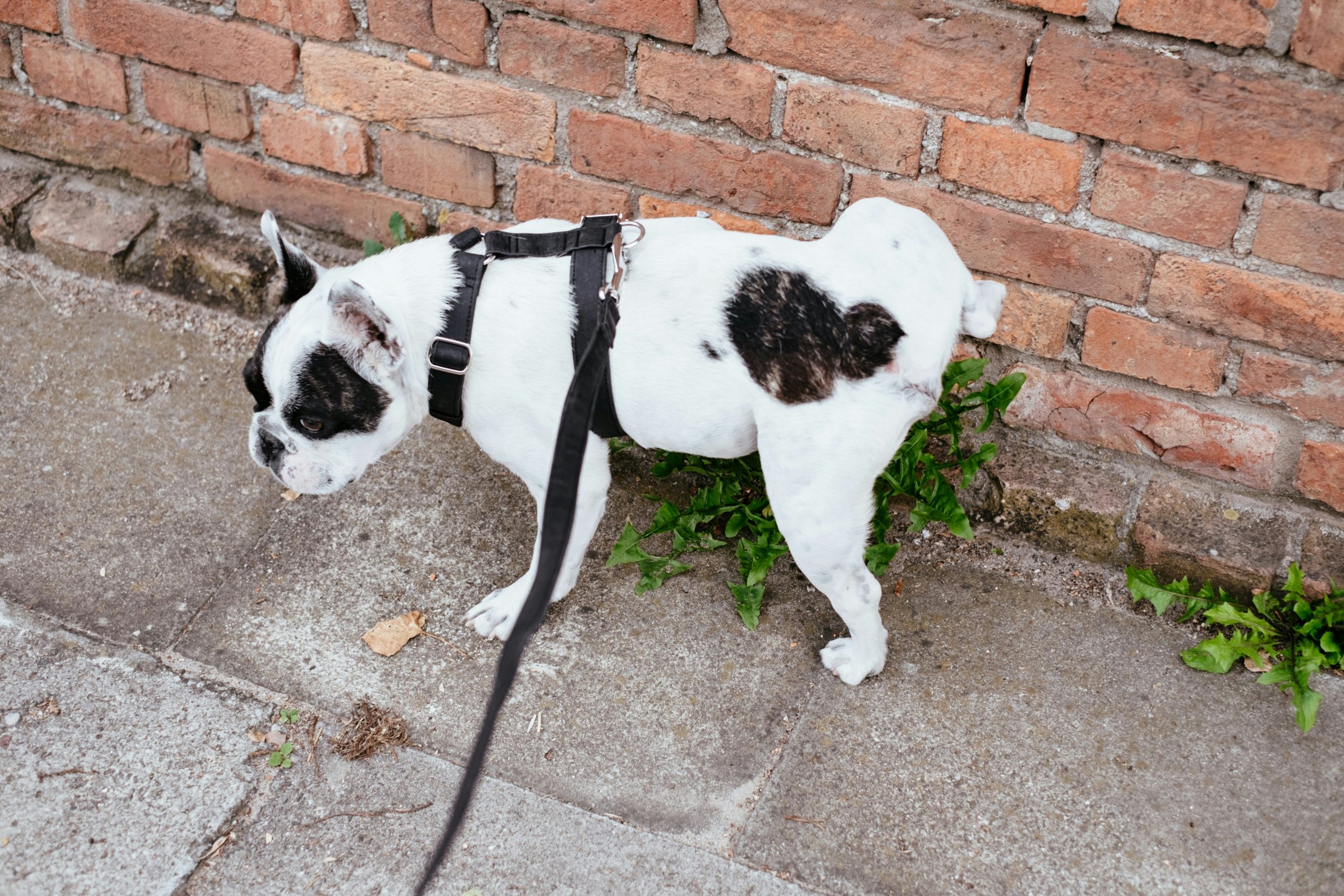 Bladder Stone Removal in Dogs - The Cystotomy Procedure Explained - Vet ...