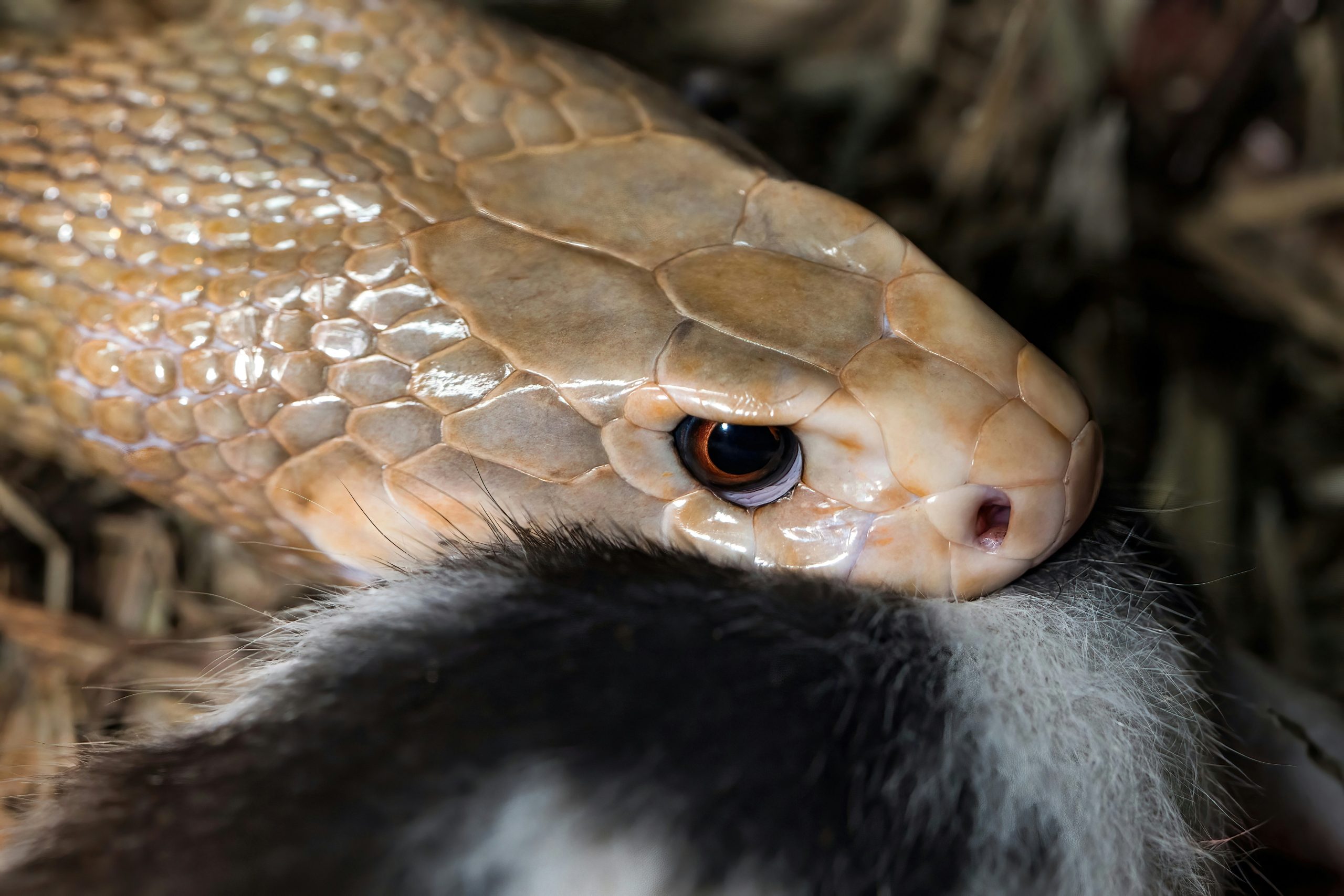 Feeding live prey to exotic pets - is it really OK? - Vet Help Direct