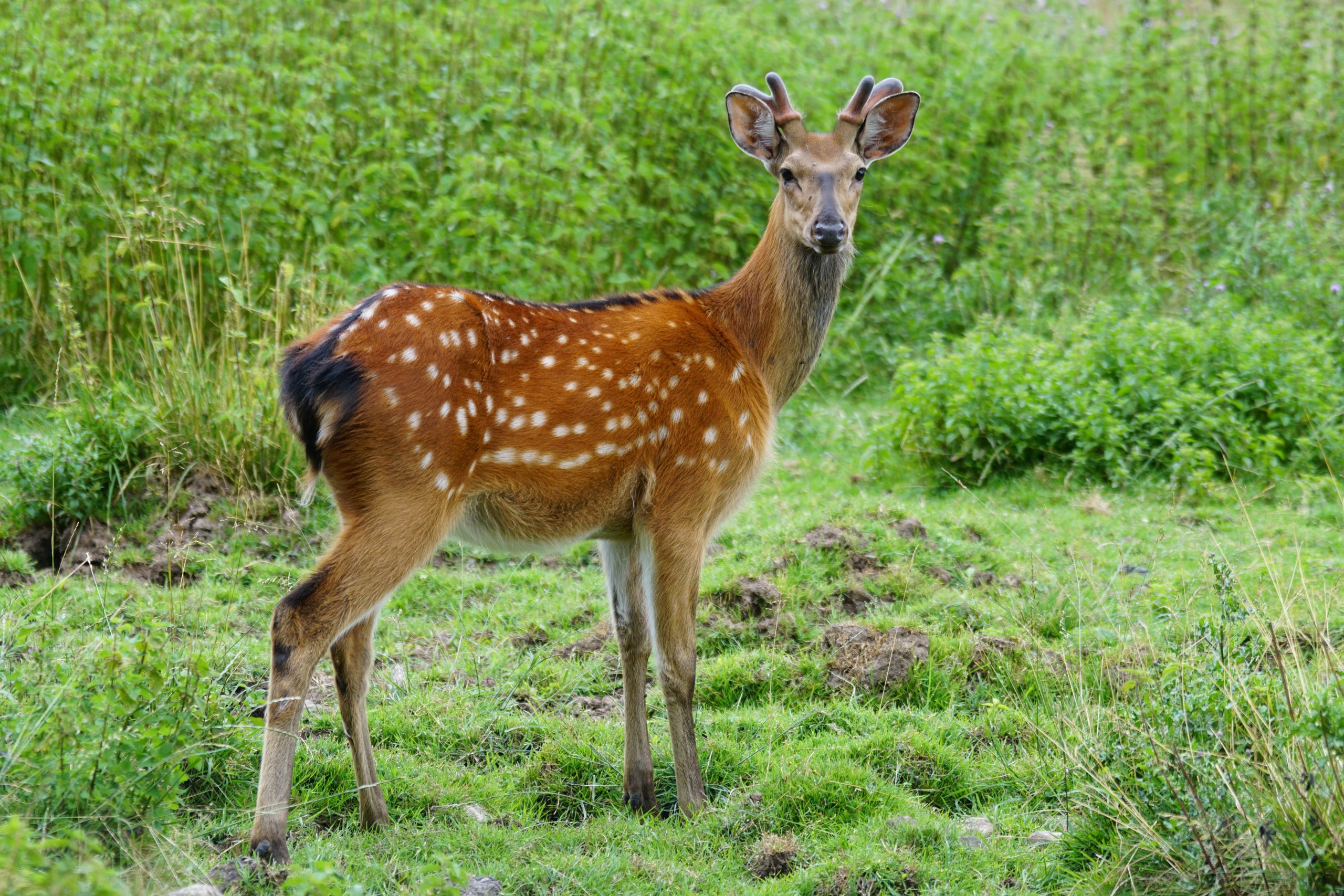 Oh deer - what you need to know about wild deer in the UK - Vet Help Direct