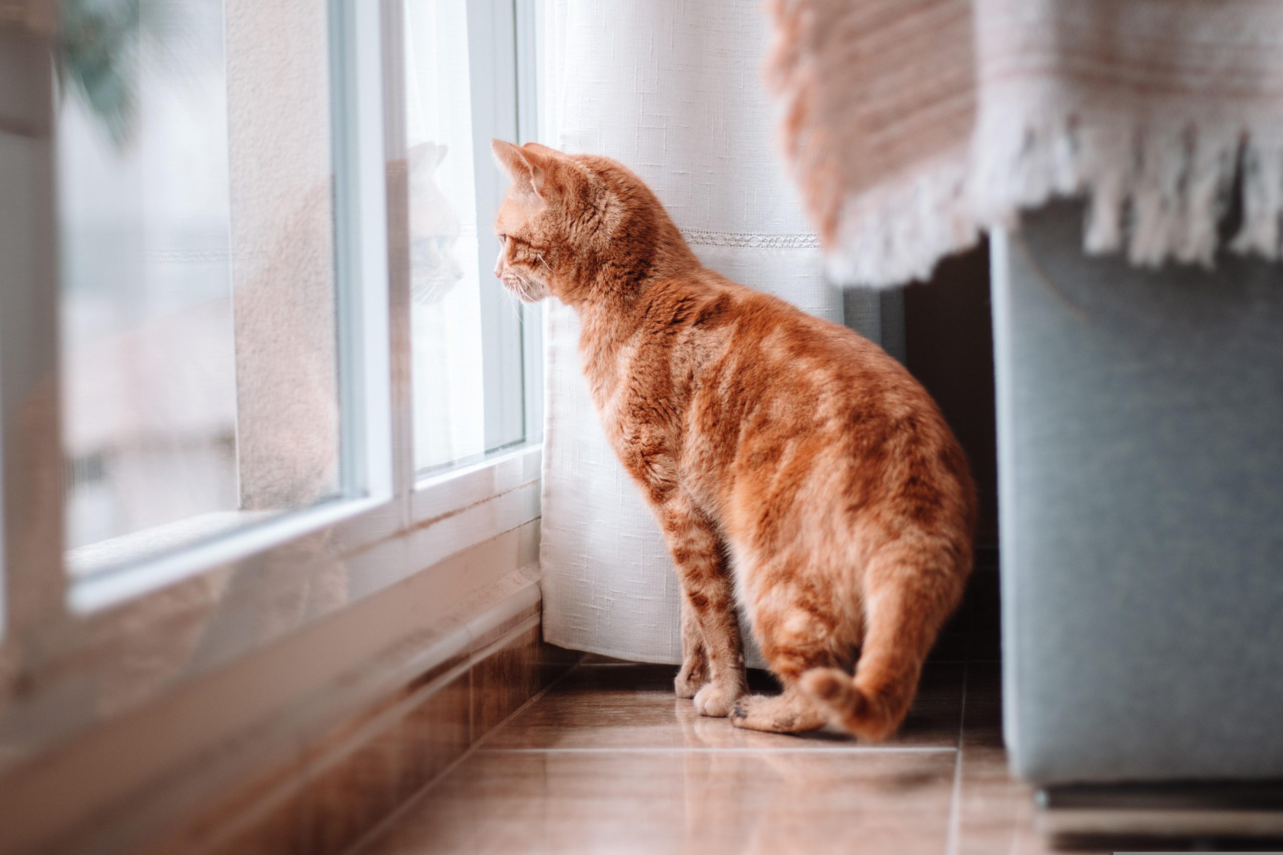 How can you keep indoor cats happy? - Vet Help Direct